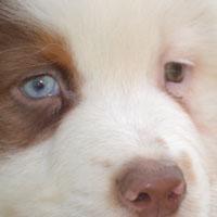 Robertdb59 Robert Github