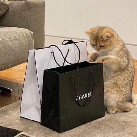 Vika Star Victoria Github