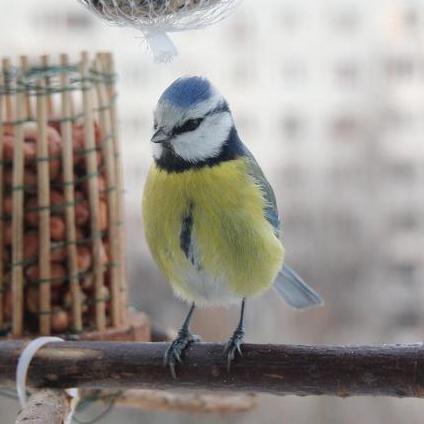 For The Birds Github