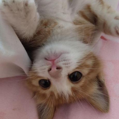 Perfect Player Github