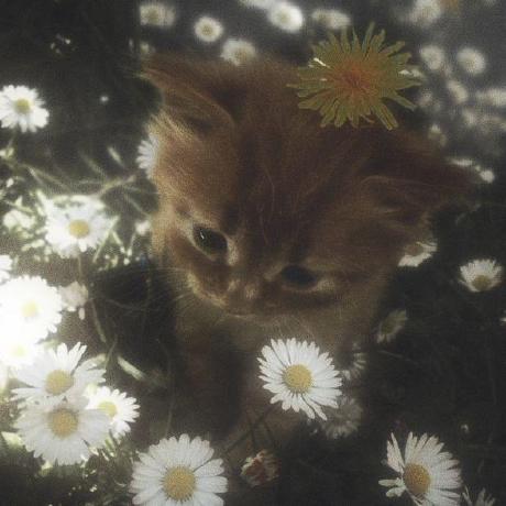 Ilya Svg Comm Github