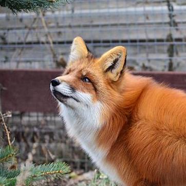 Ferryfn Férry F Github