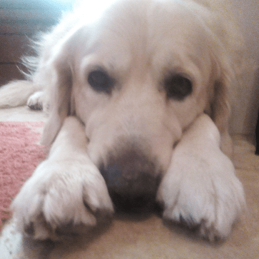 Thecamel Github - Best Space Textures in 8K