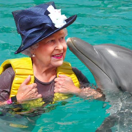 Cetacean Github - Creative Gradient Photo - Full HD