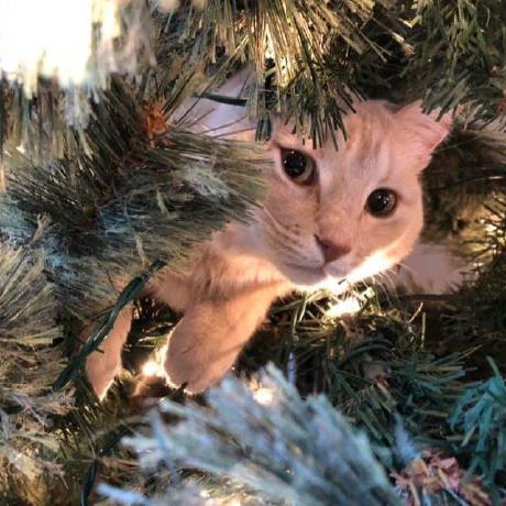 Nation0001 Nation Github