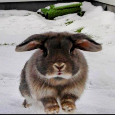 Yuga Hashimoto Yu Ga Github