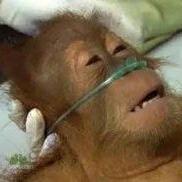 Kujojotaro Cmyk Github