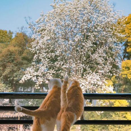 Qinyafeng Qinya Feng Github