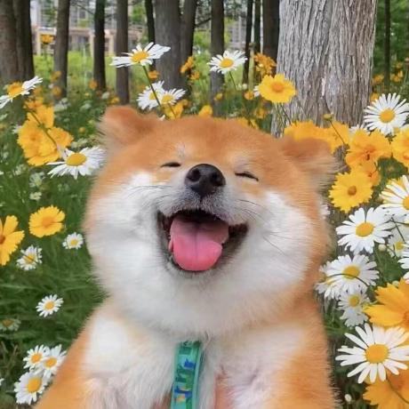 Koikite Koi Admin Github