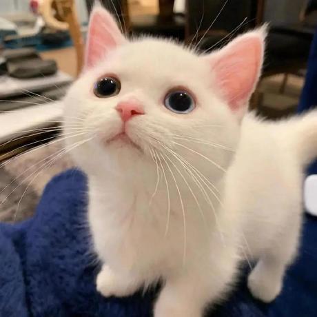 Jiaxuanzhi Yizhen Jia Github