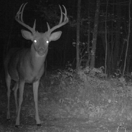 Oas Deer Research Github