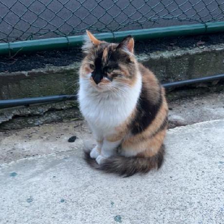 Sametbirol Samet Github