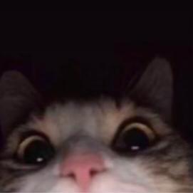 Noahrepublic Noah Github