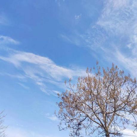 Dangqd Dang Qiaodong Github