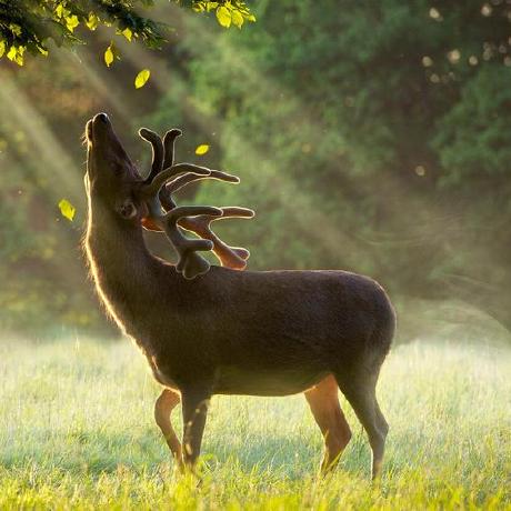 Dare For Darefor Github