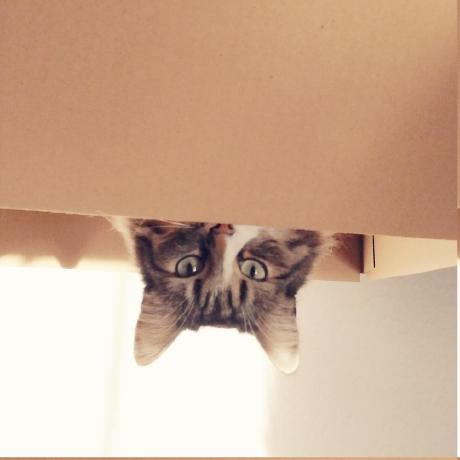 Cerus Minecraft Stuff Github