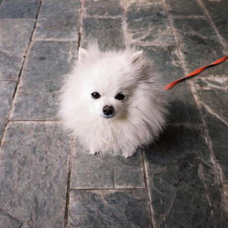 Xiaoxuancao Ruixuan Zhang Github