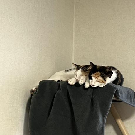 Rapp Indian Ocean Github - Best City Pictures in Mobile