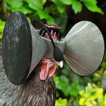 Virtualchicken Virtual Chicken Github