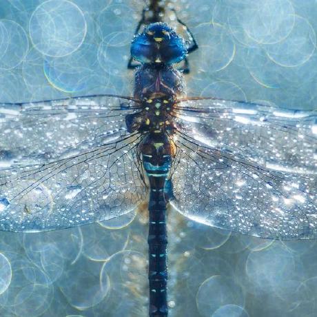 Coderxz Coder Github