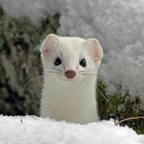 Joaniewu Qiong Wu Github