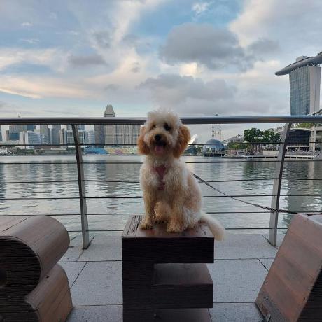 Ryo Wijaya Lemongrab Github