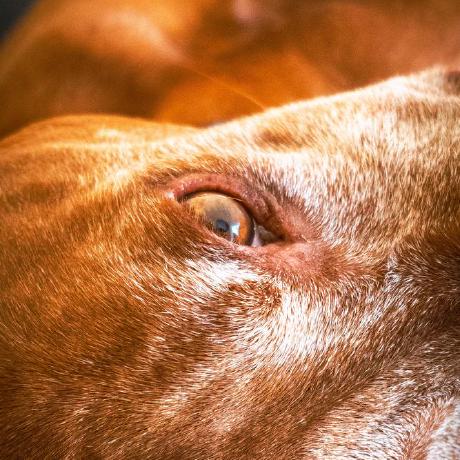 Hamish Marshalldawson Hamish Marshall Dawson Github