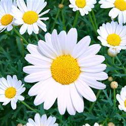 Demonic Daisy Github