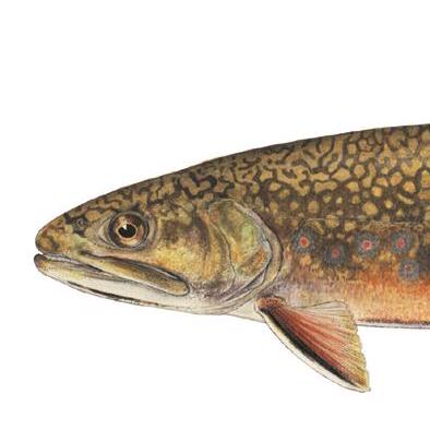 Tigerfish Github - Perfect 8K Light Arts | Free Download