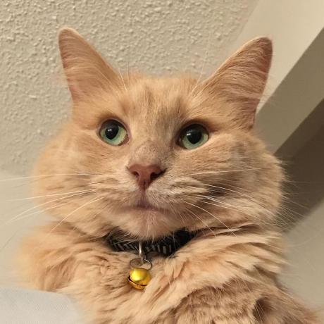 Andrewvu270 Hoang Vu Github