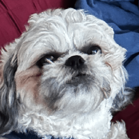 Duckies John Gilbert Github