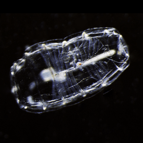 The Plankton Team Github