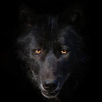 Leon Wm Leon Wilhelm Github