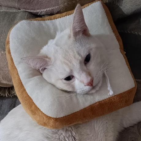 Irmindev Irmin Github