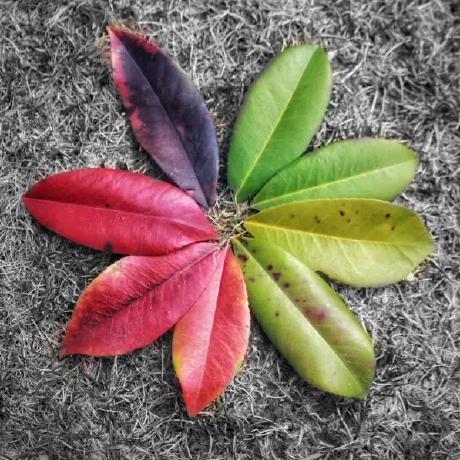 Biluko Biluko Github