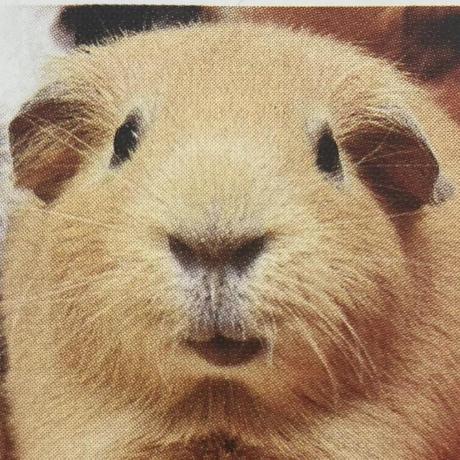 Yudaisugiyama Yudai Sugiyama Github