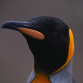 Tunahantatli Tunahan Github - Nature Photos - Premium HD Collection