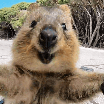 Quokka Github