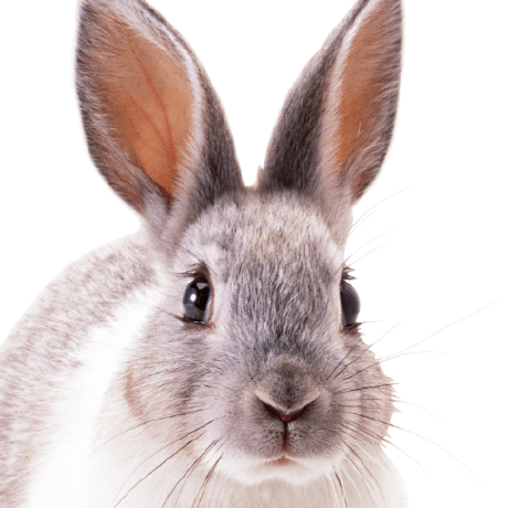 Melody Submit Github