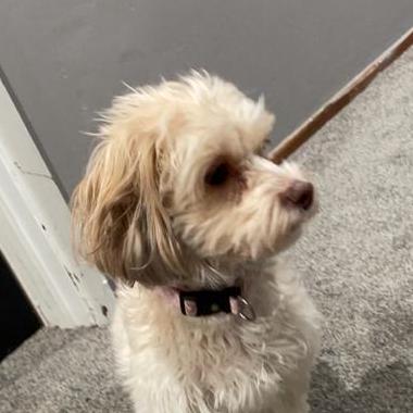 Copperdevs Copper Github