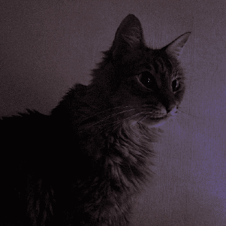 Rrancio Lucas Github