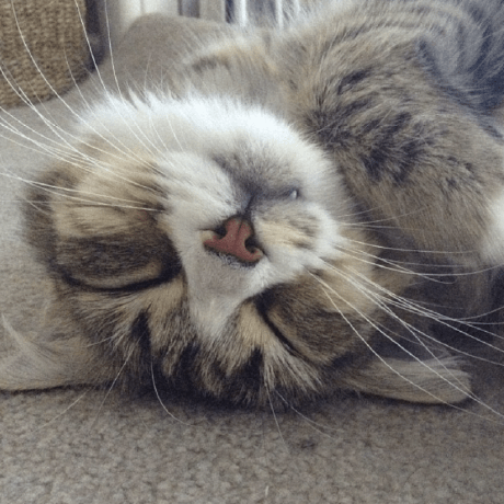 Ollibowers Olli Github