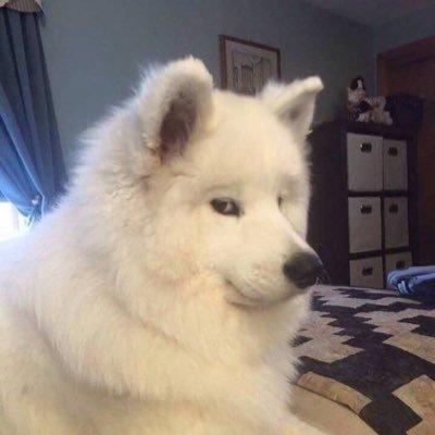 Maddieisme Maddie Github