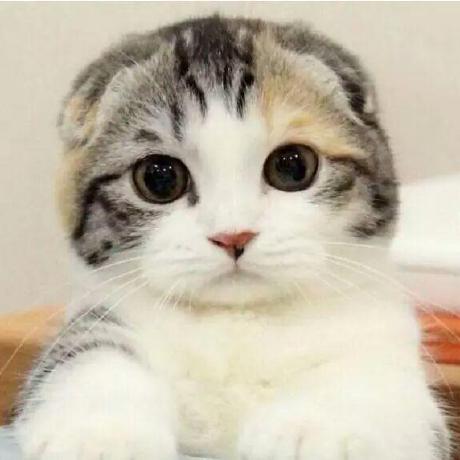 Cody2333 Cody Github