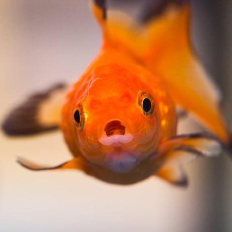 Hannahguppy Hannah Guppy Github