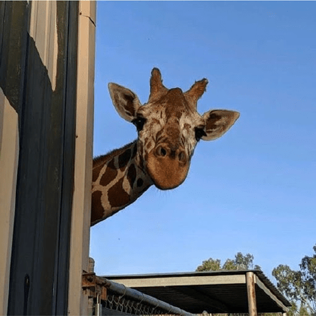 Son0 0 Seungwoo Son Github