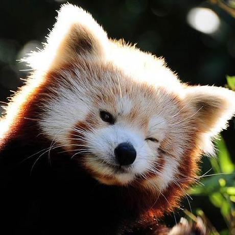 Github Teramid Ang App - Best Minimal Photos in 8K