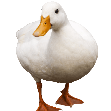 Exotic Cheeses Github - High Resolution Vintage Patterns for Desktop