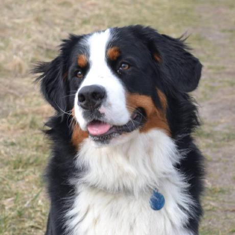 Simonfrisendahl Simon Github