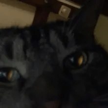 Carsonark Carson Github